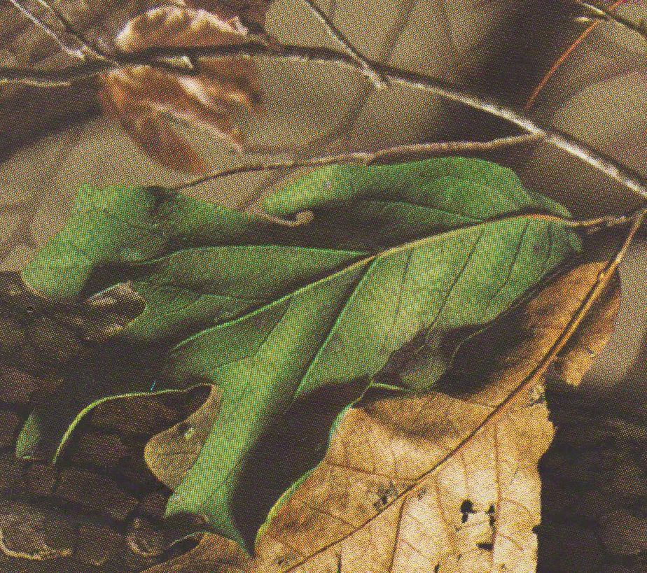 Silverado 1500 Full Dash Trim Kit; Camo Finish (07-13 Silverado 1500 ...